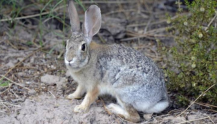 "Hasta el pelo más delgado...": UNA LIEBRE… NOS ILUMINA