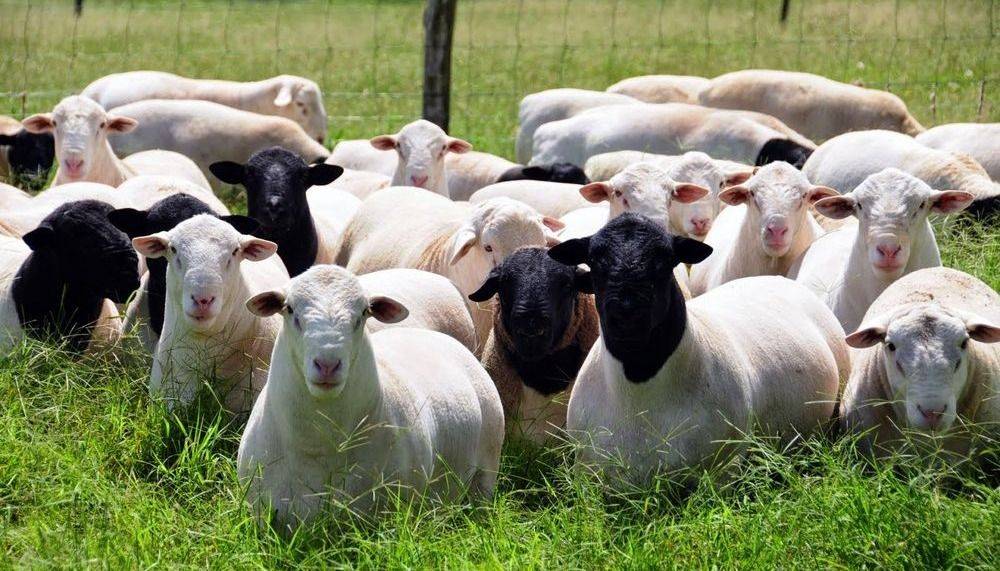 Caprinos y ovinos: mucho por mejorar