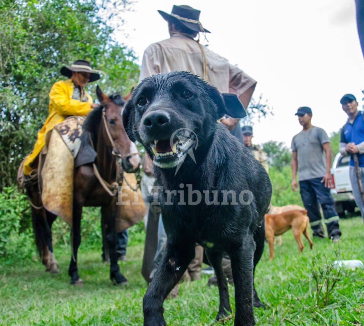 Un gaucho de Güemes le peleó a la muerte, al farol y a un puma y lo ...
