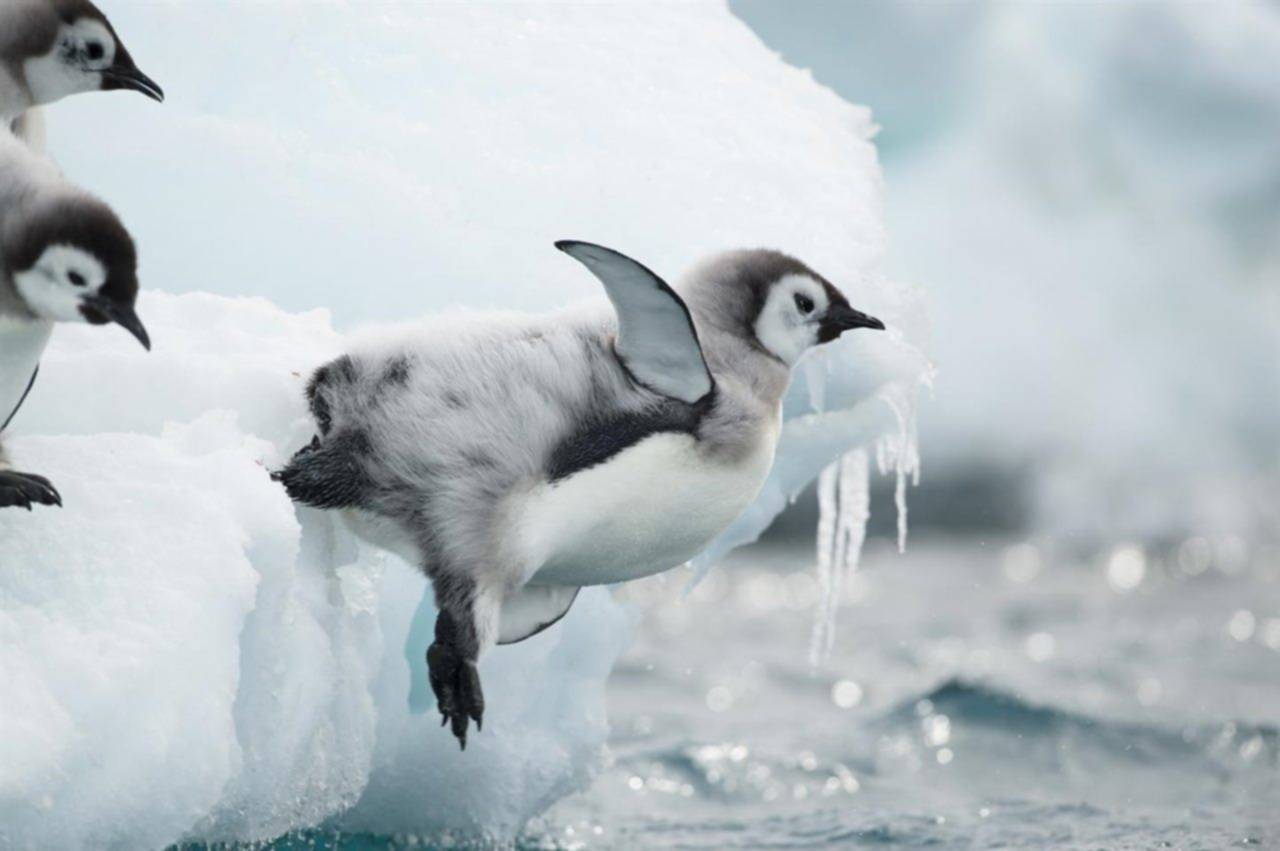 Murieron Miles De Crías Del Pingüino Emperador En La Antártida Porque