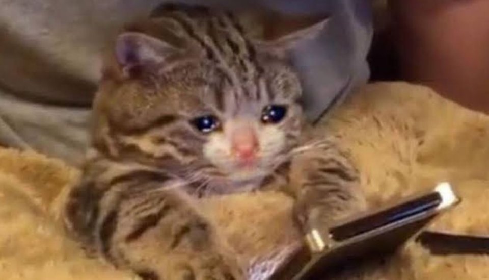 Un estudio revela que los gatos sufren de ansiedad al separarse de sus ... Un estudio revela que los gatos sufren de ansiedad al separarse de sus ...