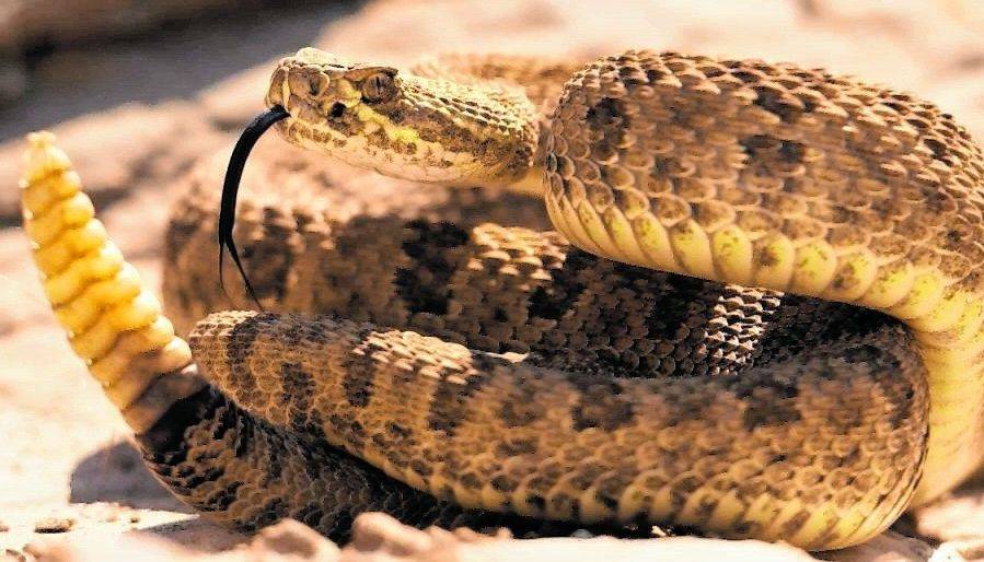 Maravillas del mundo animal: la cascabel