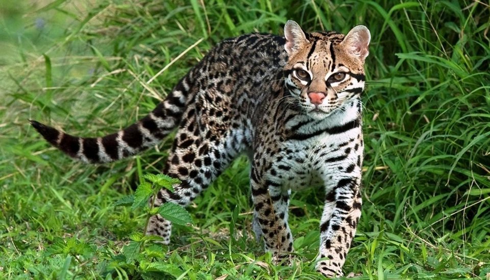 El Ocelote, una especie majestuosa de las Yungas